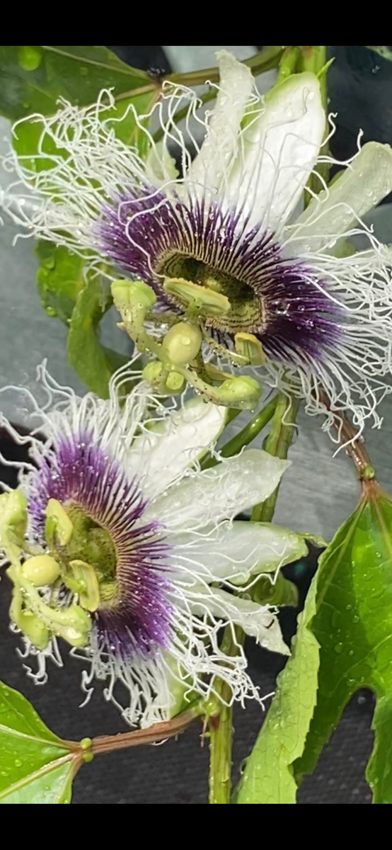 Fruit Bushes, Trees & Vines – Tagged "pink flower" – Christine's ...