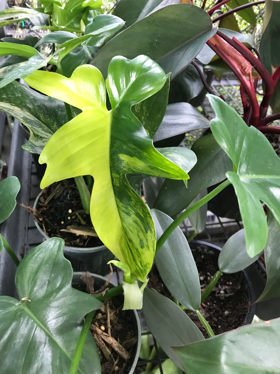 Philodendron – Tagged "hanging plant" – Christine's Tropical & Exotic ...
