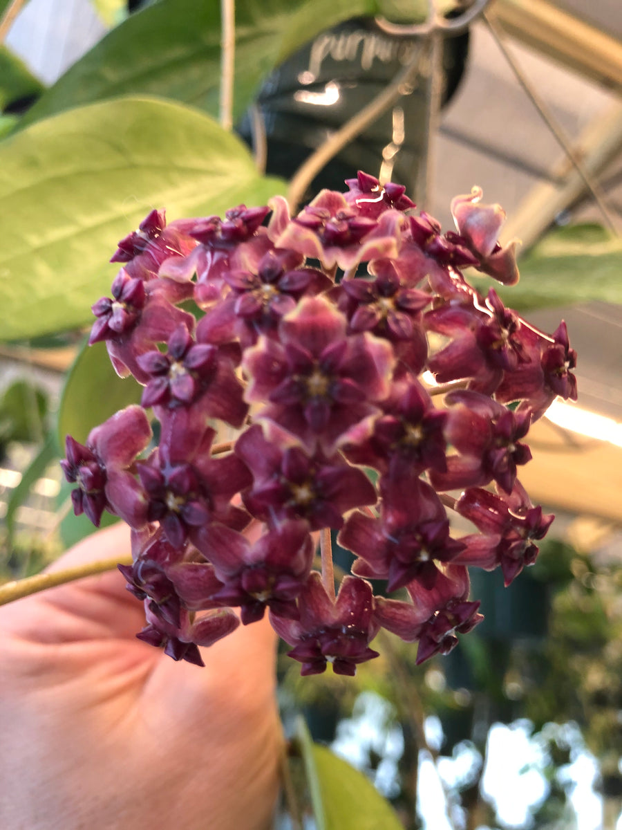 Hoya – Christine's Tropical & Exotic Plants