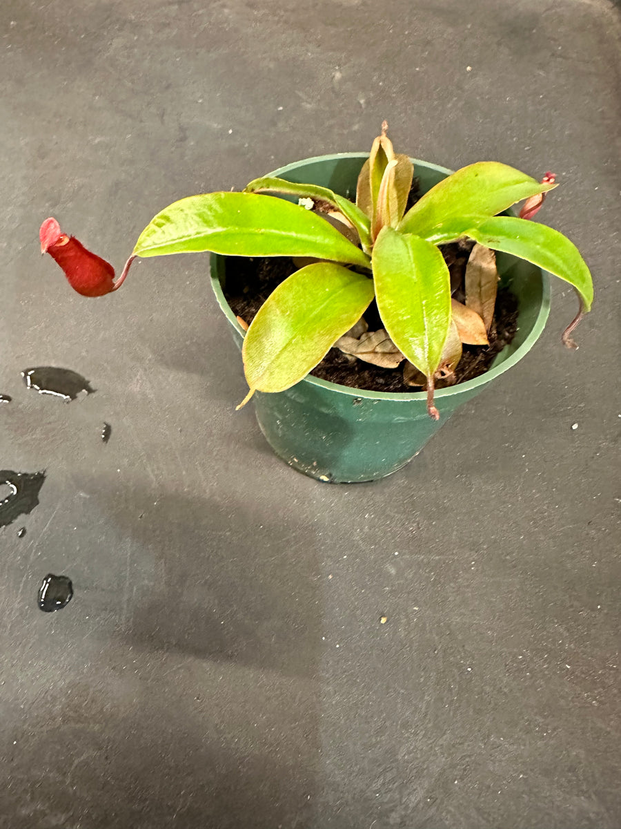 Nepenthes “Lady Luck” Carnivorous Pitcher Plant – Christine's Tropical ...