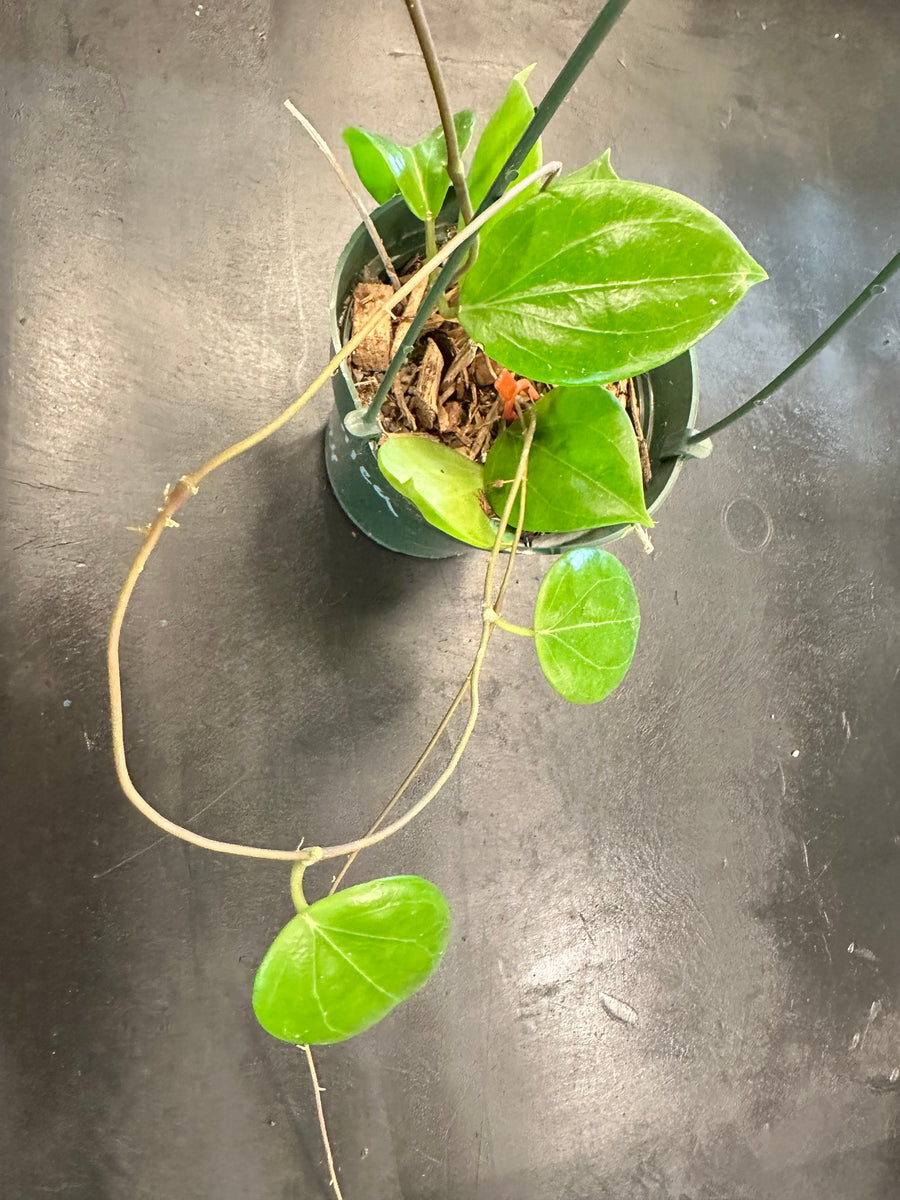 Hoya Neocaledonica (hanging basket) – Christine's Tropical & Exotic Plants