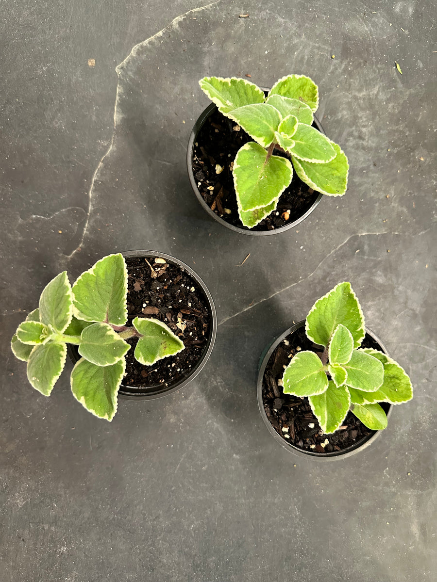 Cuban Oregano Variegated aka Coleus Amboinicus – Christine's Tropical ...