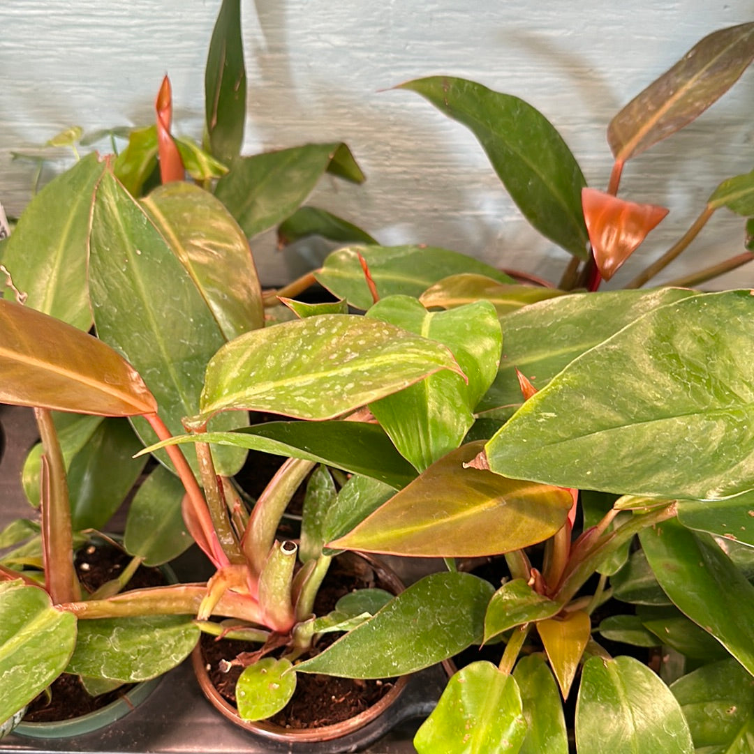 Philodendron Red Sun – Christine's Tropical & Exotic Plants