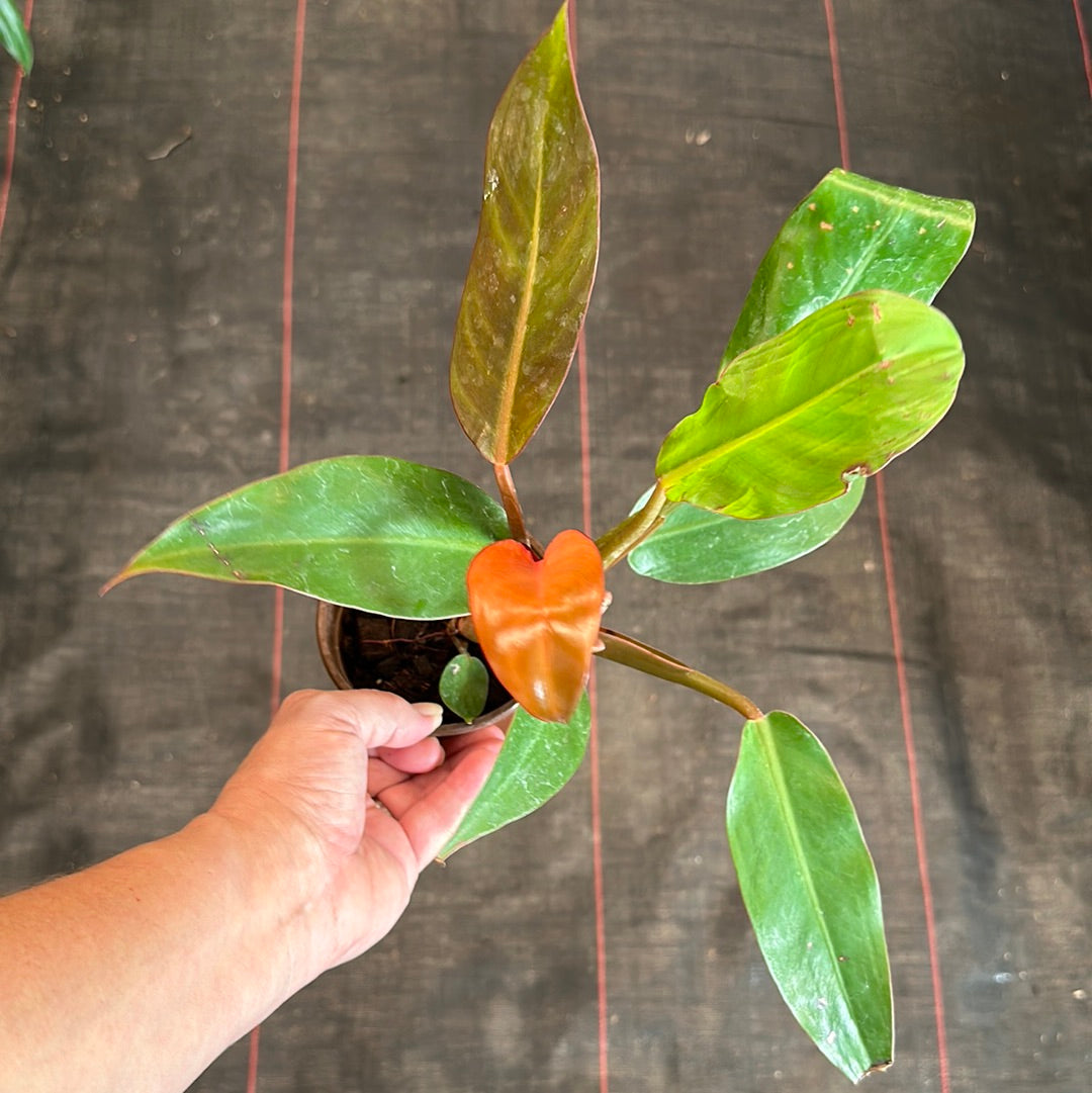 Philodendron Red Sun – Christine's Tropical & Exotic Plants