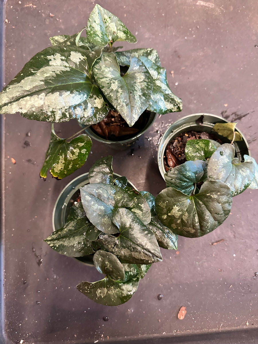 Asarum Splendens 'Quicksilver' aka Chinese Wild Ginger – Christine's ...