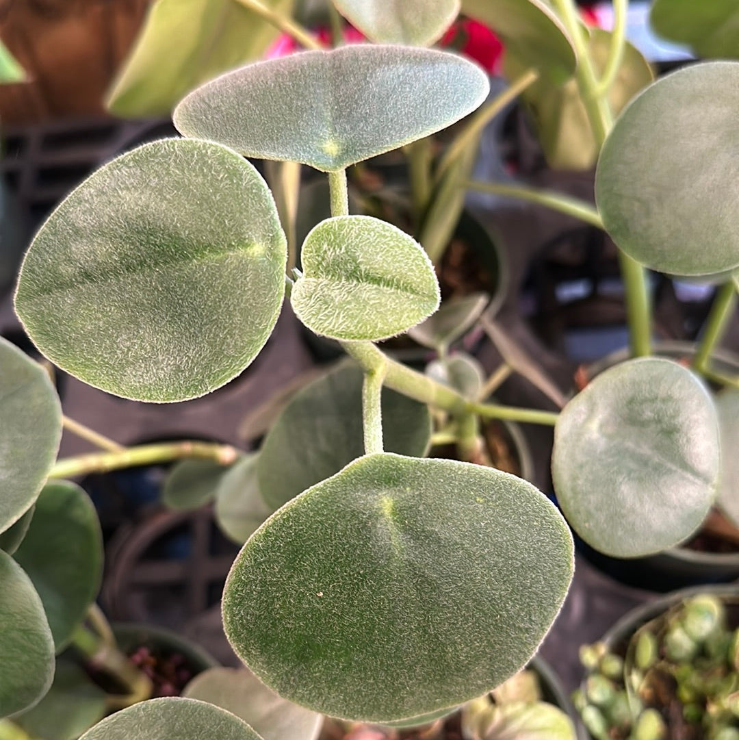 Peperomia Incana 'Fuzzy' – Christine's Tropical & Exotic Plants