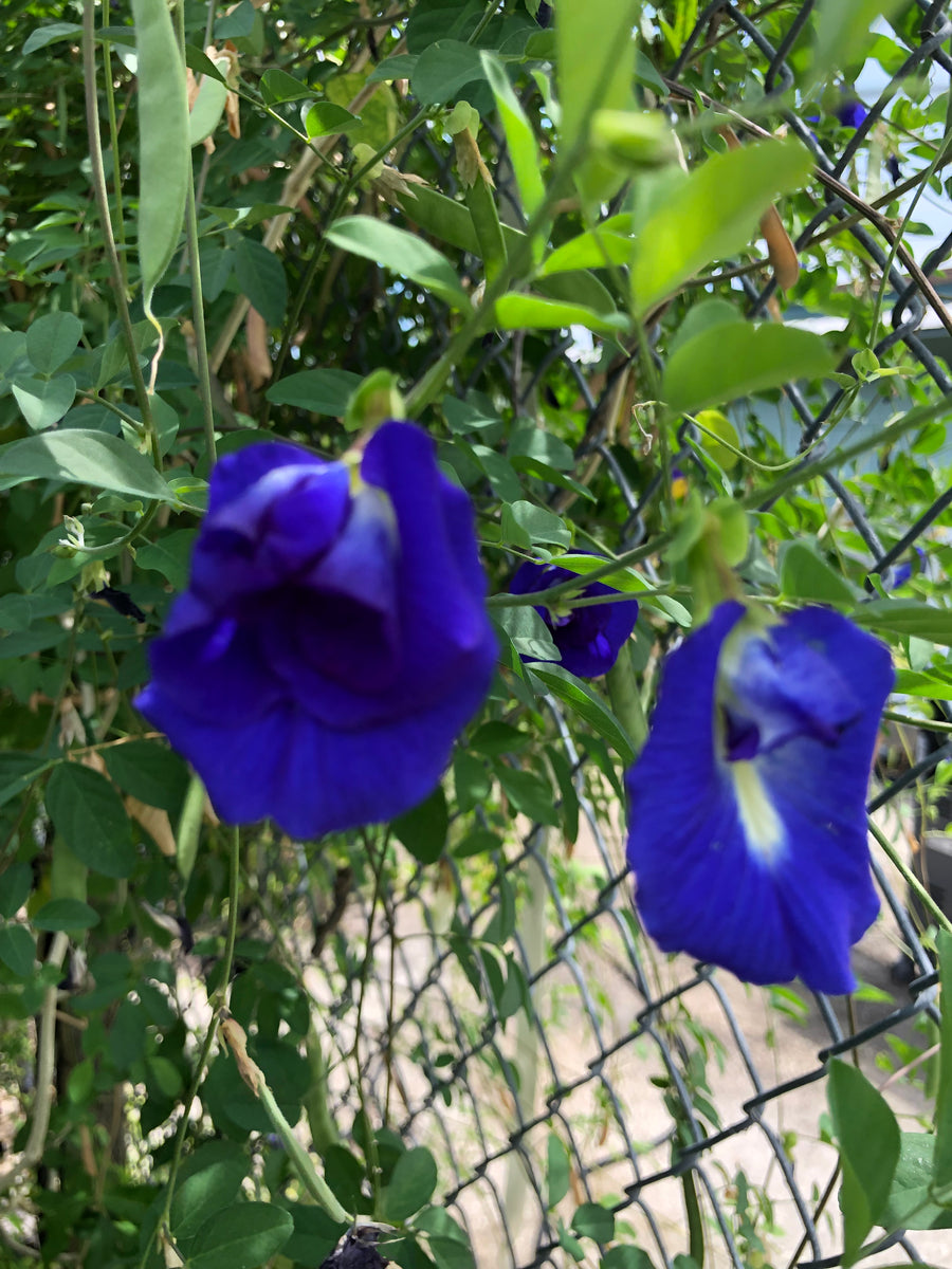 Blue Butterfly Pea Vine (Clitoria ternatea) Seeds – Christine's ...