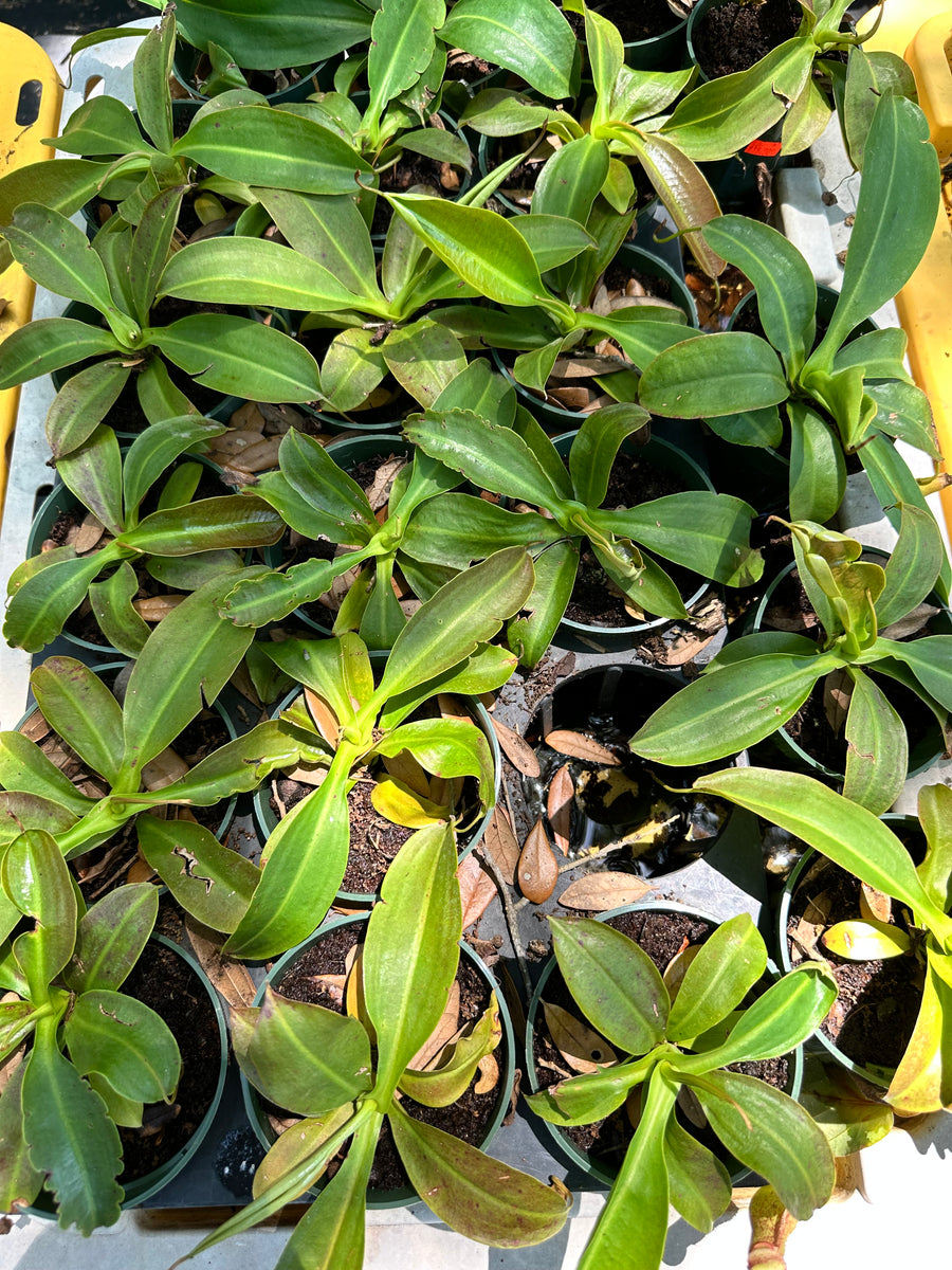 Nepenthes Miranda aka Carnivorous Pitcher Plant – Christine's Tropical ...