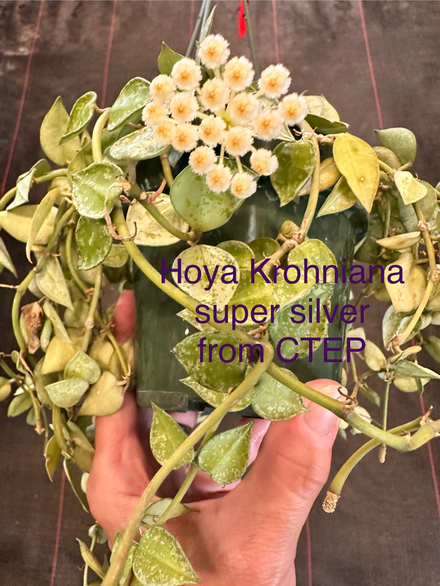 Hoya Krohniana (Super Silver) – Christine's Tropical & Exotic Plants
