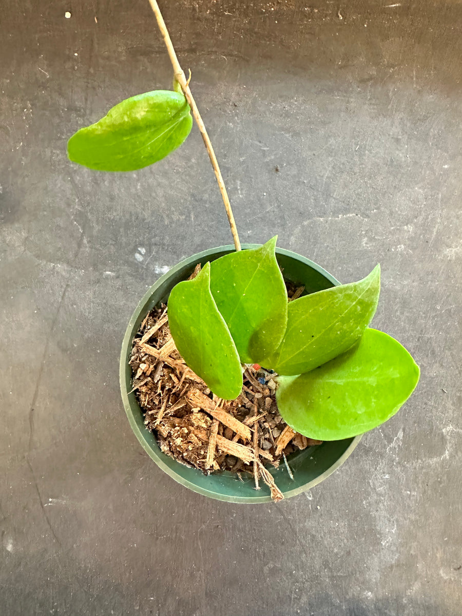 Hoya Neocaledonica – Christine's Tropical & Exotic Plants