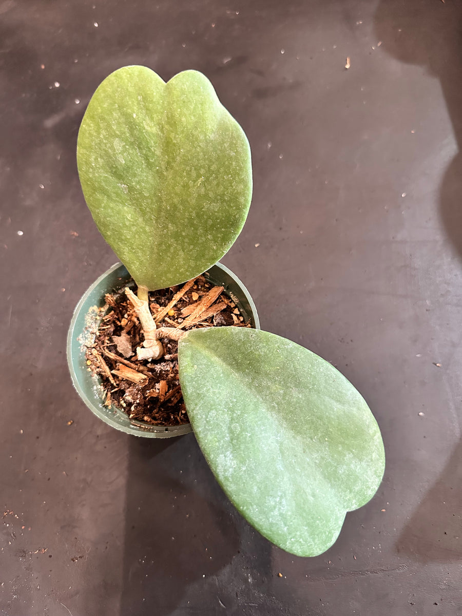 Hoya Kerrii fuzzy – Christine's Tropical & Exotic Plants