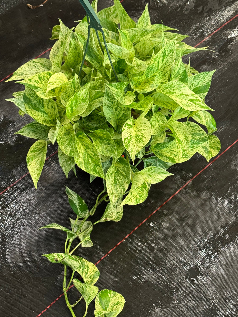 Snow Queen Pothos in 8” hanging basket – Christine's Tropical & Exotic ...
