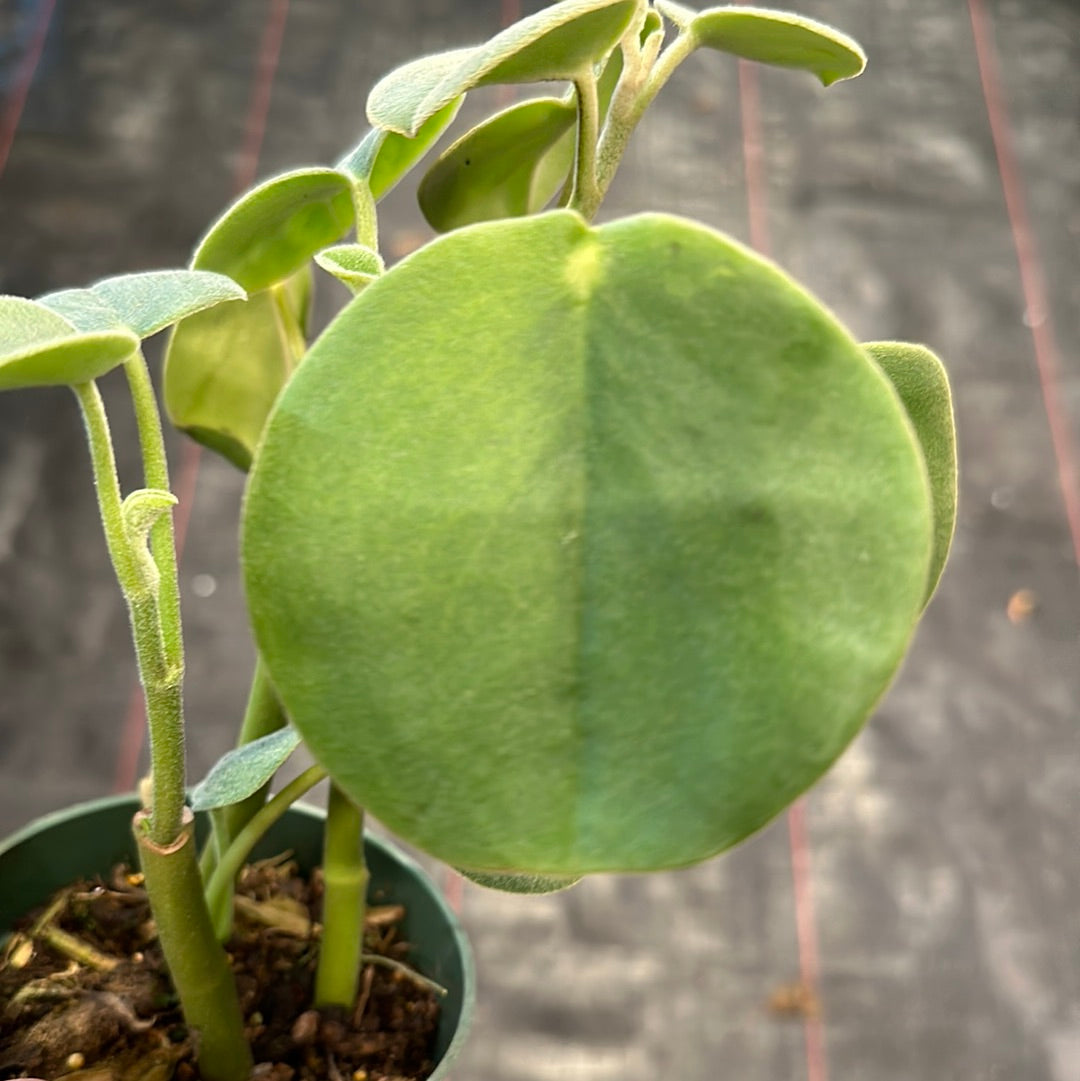 Peperomia Incana 'Fuzzy' – Christine's Tropical & Exotic Plants