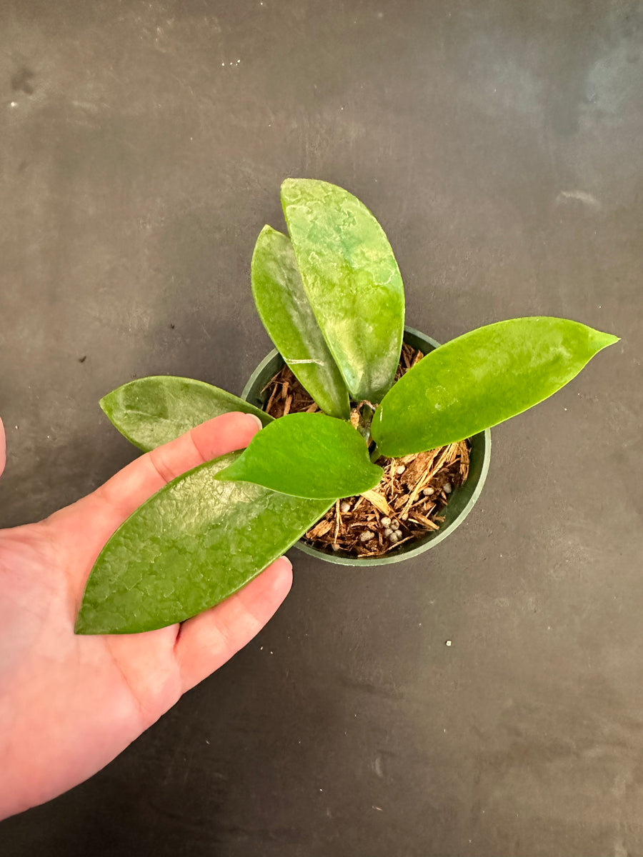 Hoya Meliflua – Christine's Tropical & Exotic Plants