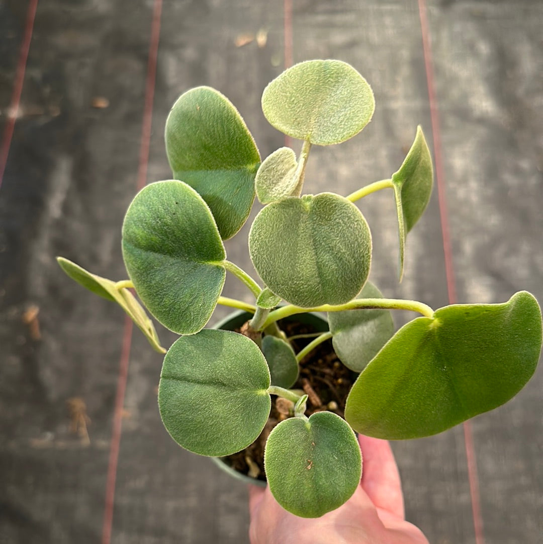 Peperomia Incana 'Fuzzy' – Christine's Tropical & Exotic Plants