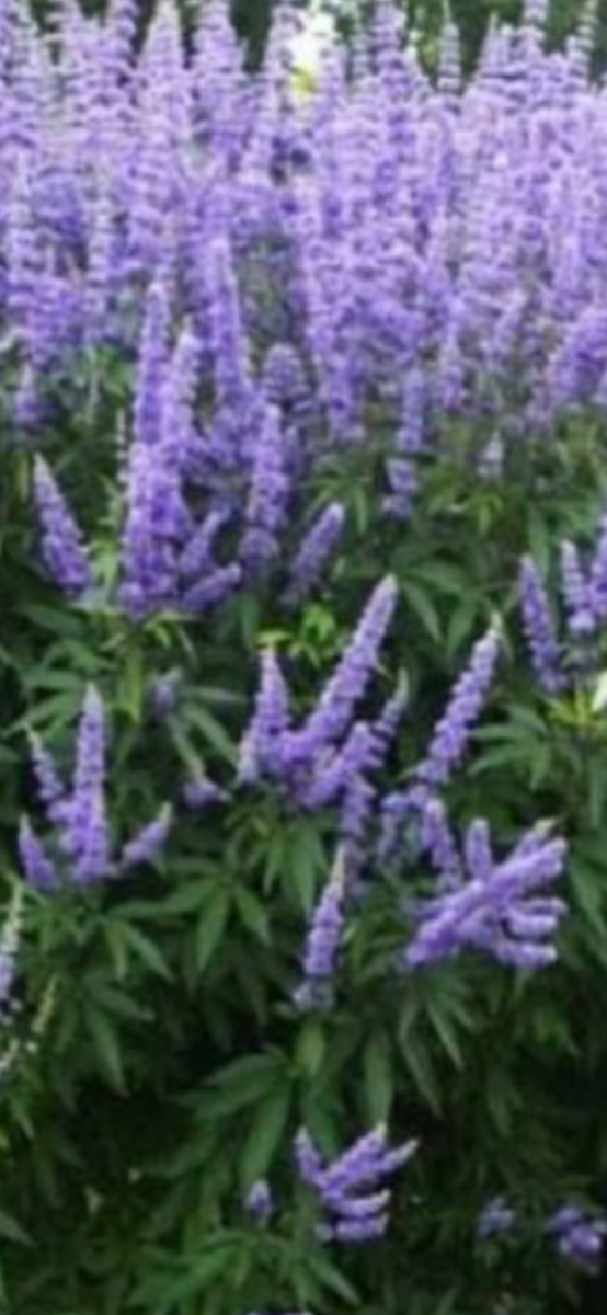 Vitex ‘Delta Blue’ Seeds – Christine's Tropical & Exotic Plants