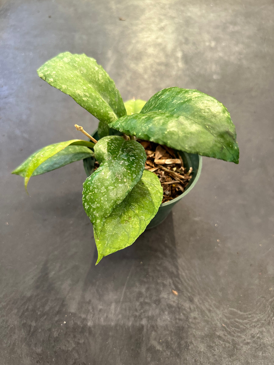 Hoya Chicken Farm – Christine's Tropical & Exotic Plants