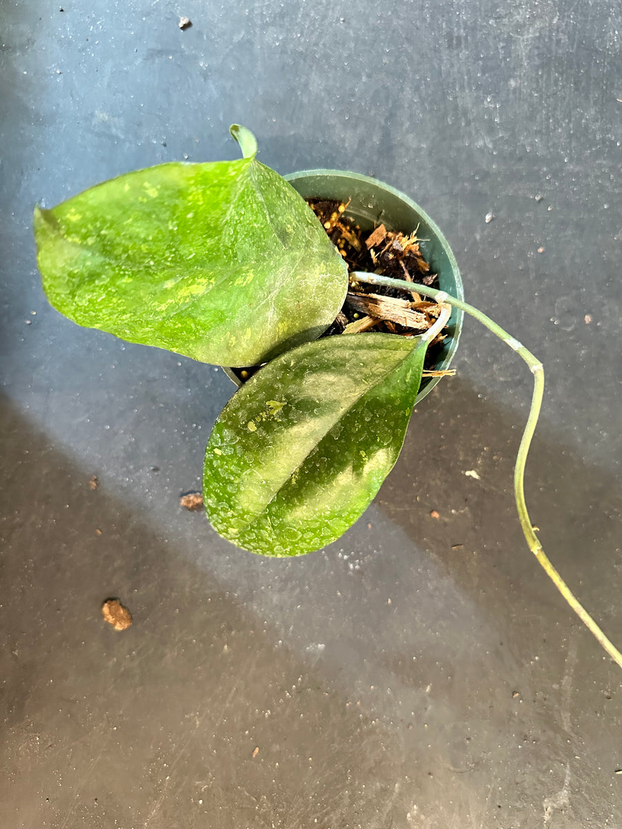 Hoya Michele – Christine's Tropical & Exotic Plants