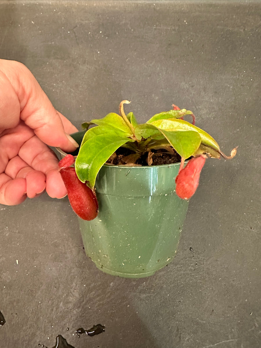Nepenthes “Lady Luck” Carnivorous Pitcher Plant in a 4” pot – Christine ...