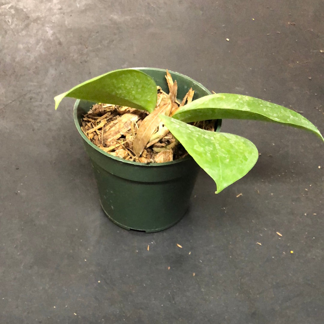 Hoya Pottsii 'Chiang Mai' – Christine's Tropical & Exotic Plants