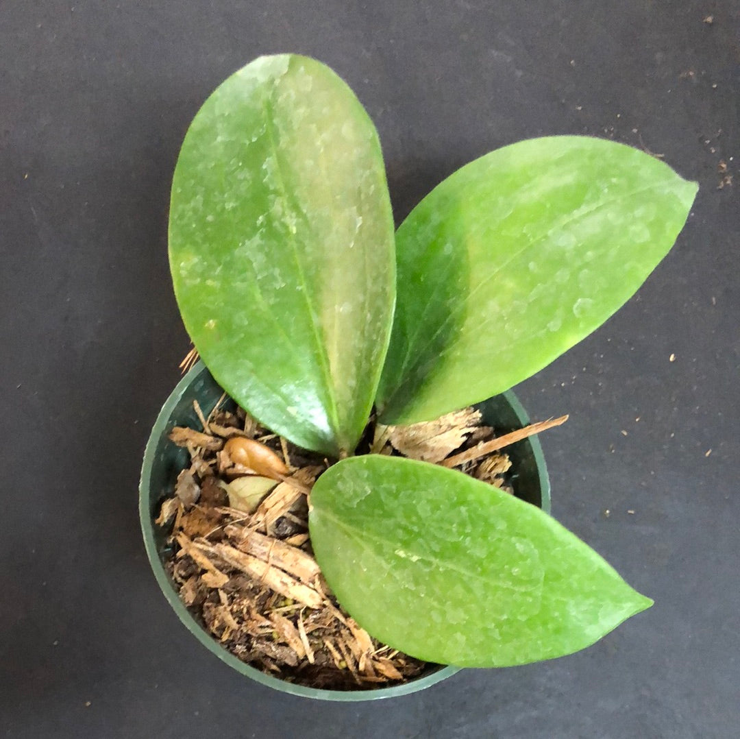 Hoya Pottsii 'Chiang Mai' – Christine's Tropical & Exotic Plants