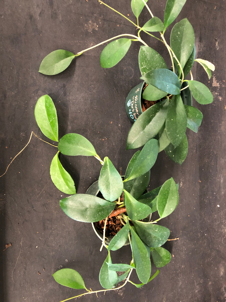 Hoya Skinneriana “Dee’s Big One” – Christine's Tropical & Exotic Plants