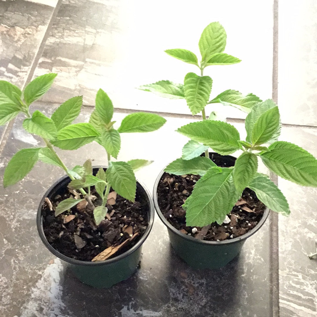 Lippia Alba AKA Juanilama Tea Plant, Lemon Verbena – Christine's ...